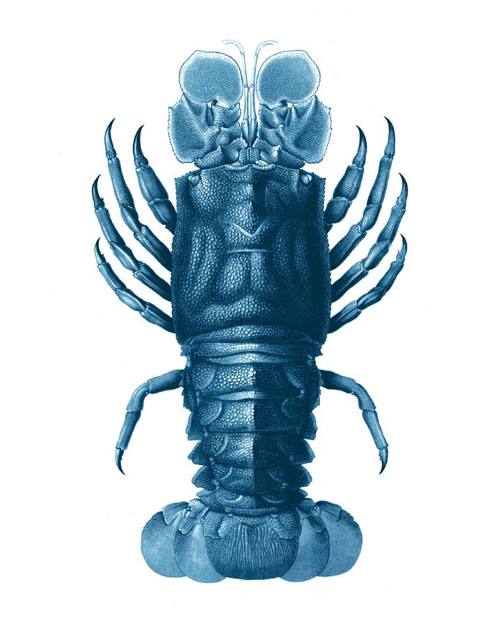 'Jack The Crustacean' Wallpaper by Wallshoppe - Blue
