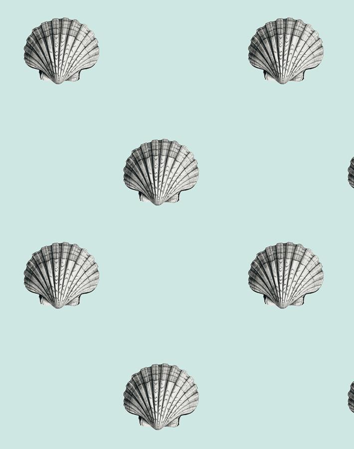 Blue Seashell Wallpaper